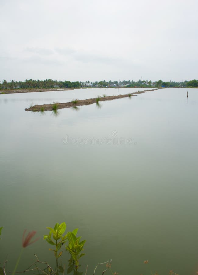 View from the Lake Banks with a Partial View of the Coconut Trees Stock ...