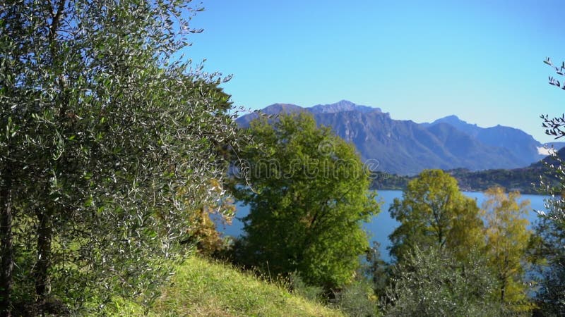 View of Lake Como, Olive Tree and Other Trees from a High Mountain ...