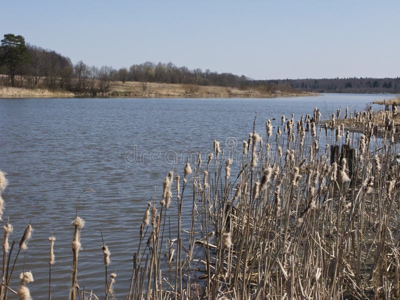 View of Lake through Dry Reed Stock Photo - Image of marshland, nature ...