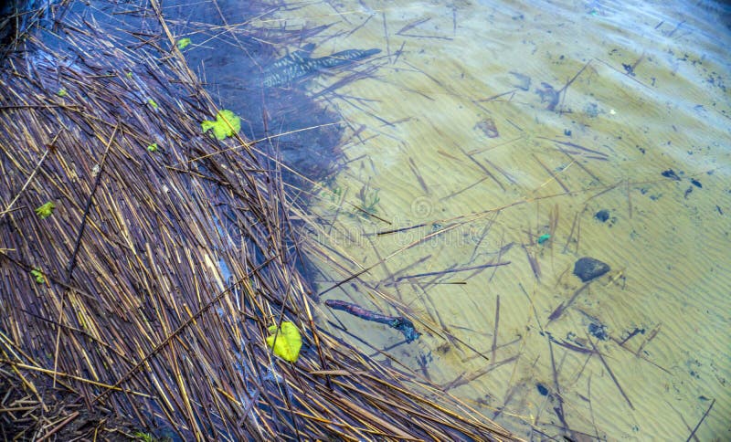 View of the Lake Shore with Sand Bottom Stock Photo - Image of estonia ...