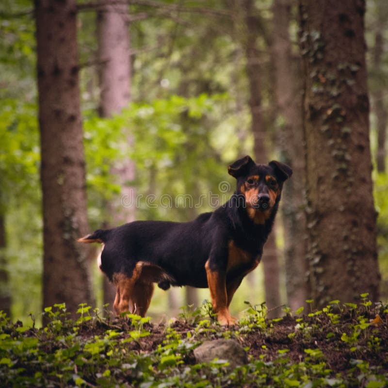 View of a Lancashire Heeler Standing by the Trees in a Forest Stock ...