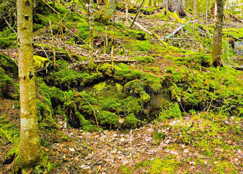 Land slide in the forest stock image. Image of flower - 373120161