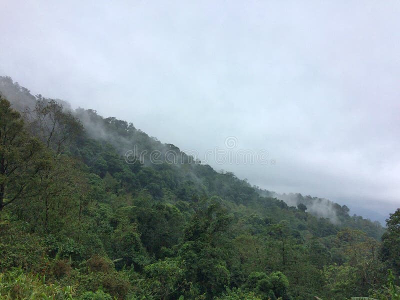 View Landscape in the Forest Mountain Stock Image - Image of green ...