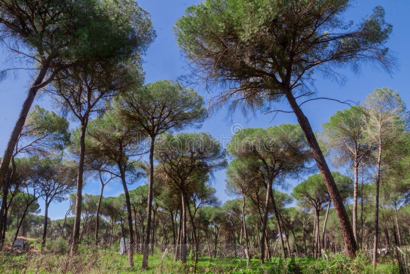 View of a Landscape of Tall Pine Trees Stock Image - Image of horizon ...