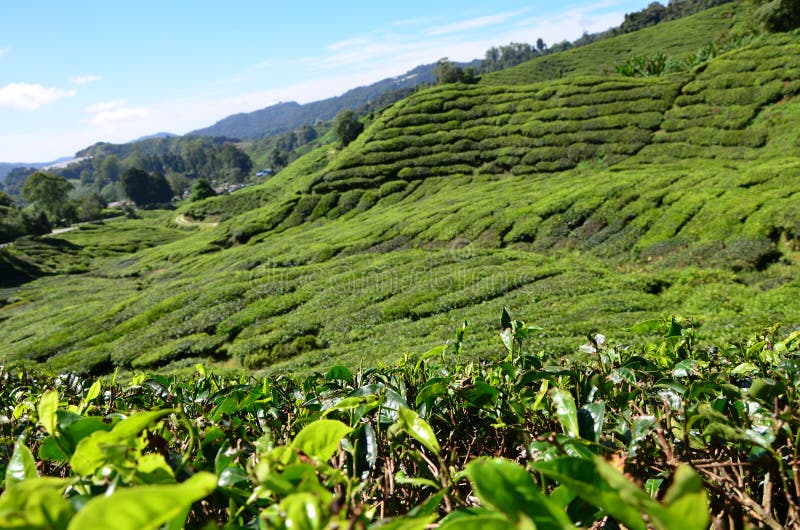 View of a Landscape and the Tea Fields Stock Photo - Image of fields ...
