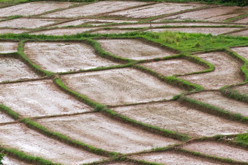 View Landscape - Water in the Rice Field for Preparing Rice in Thailand ...