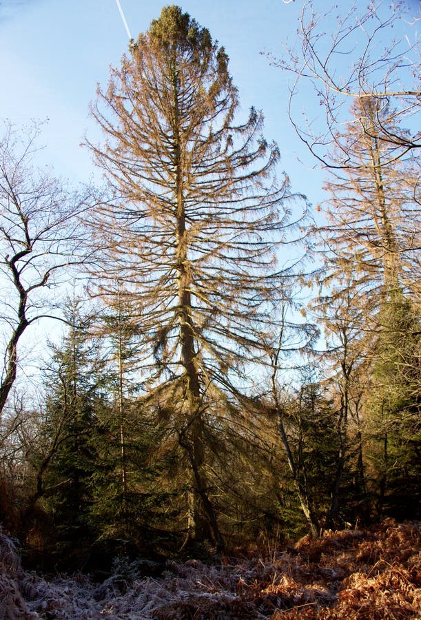 A Large Larch on a Sunny Winter Day in Germany Stock Image - Image of ...