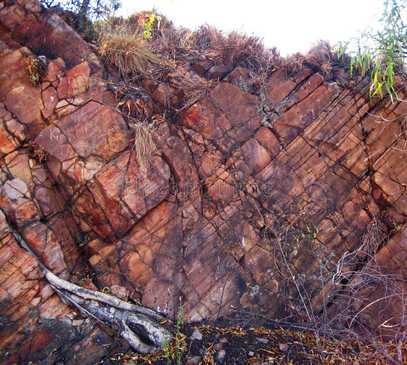 ROCK SPLITTING FIG TREE ROOTS AGAINST a LARGE ROCK Stock Image - Image ...