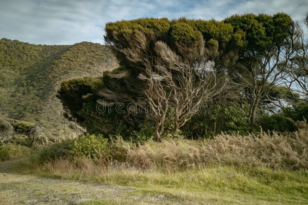 Manuka tree stock photo. Image of grass, tree, zealand - 187094322