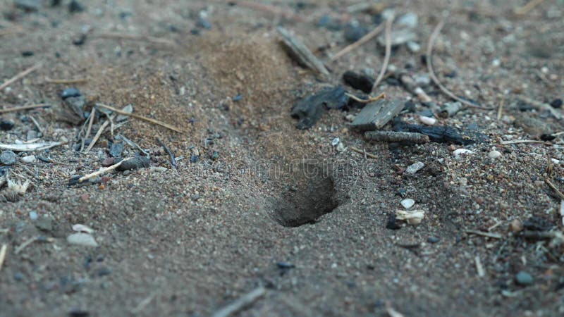A Tarantula Hawk Wasp Digging a Hole in the Sand. Near the Burrow Lies ...