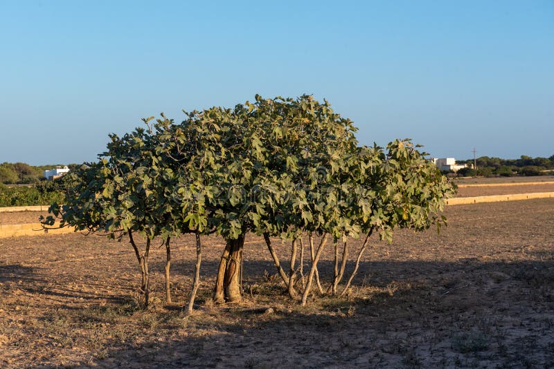 View of the Largest Fig Tree in Europe on the Island of Formentera in ...
