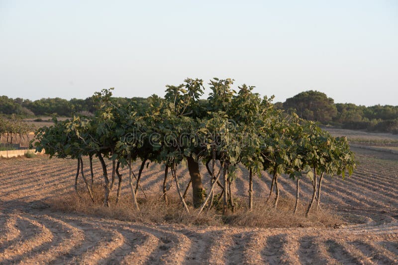 View of the Largest Fig Tree in Europe on the Island of Formentera in ...