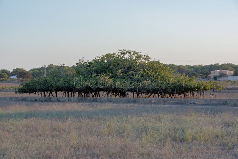 View of the Largest Fig Tree in Europe on the Island of Formentera in ...