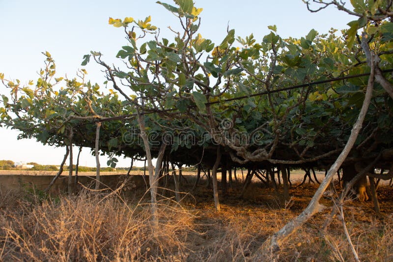 View of the Largest Fig Tree in Europe on the Island of Formentera in ...