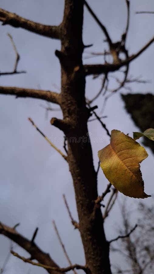 View of the Last Yellow Leaf of an Autumn Tree before Falling. Stock ...