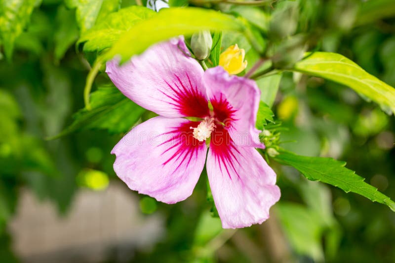 Tree mallows stock photo. Image of exotic, petal, beautiful - 183453996