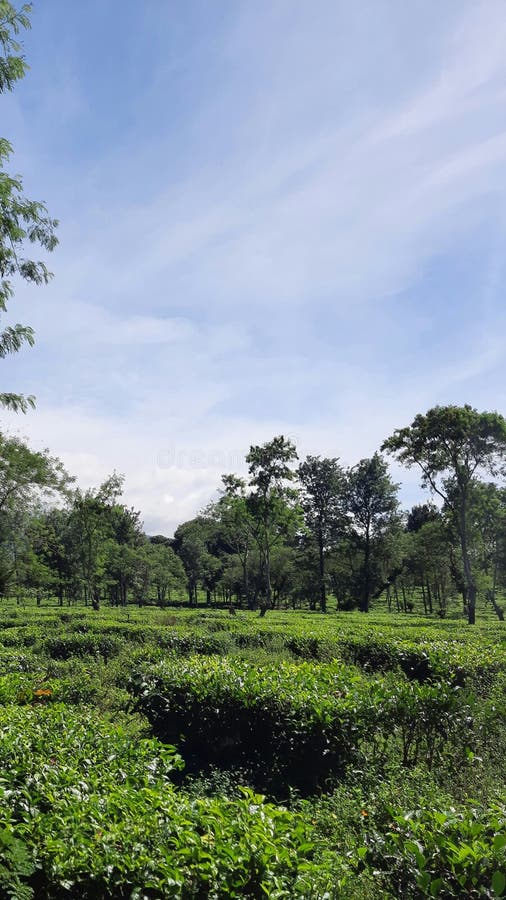 View of the Lawang Tea Garden, East Java, Indonesia Stock Image - Image ...