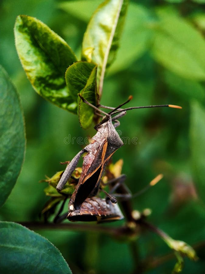 Portrait of Leaf Footed Insects Mating Stock Image - Image of aminals ...