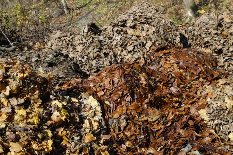 Huge heap of autumn leaves stock photo. Image of leaf - 102771696
