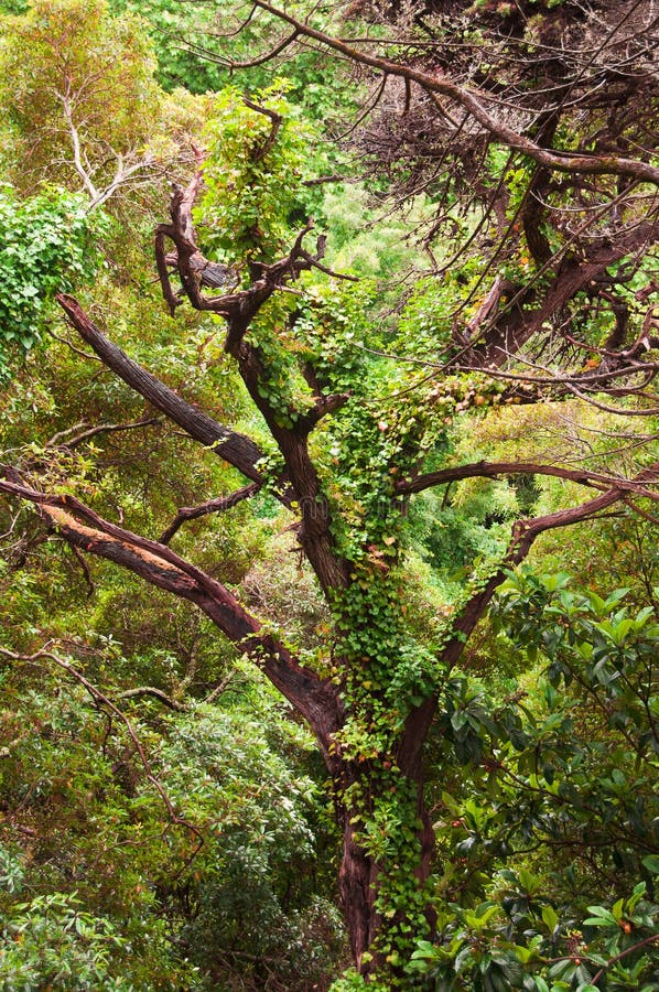 View on Leafless Tree with Long Branches Stock Image - Image of ...
