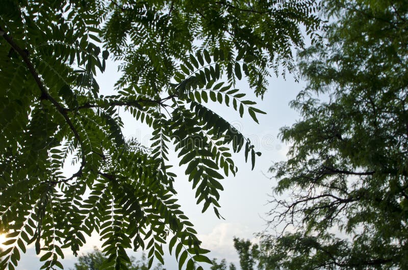 A View of the Leafy Patterns from the Trees in the Sky Stock Photo ...