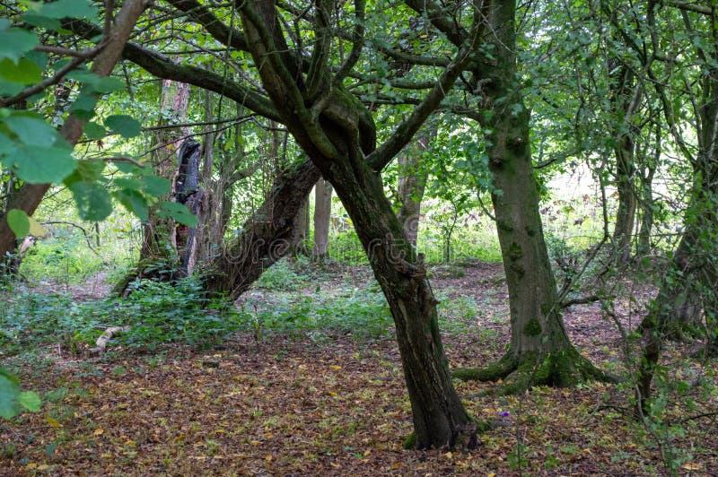 View of Leaning Trees through a Wood Stock Photo - Image of tree, plant ...