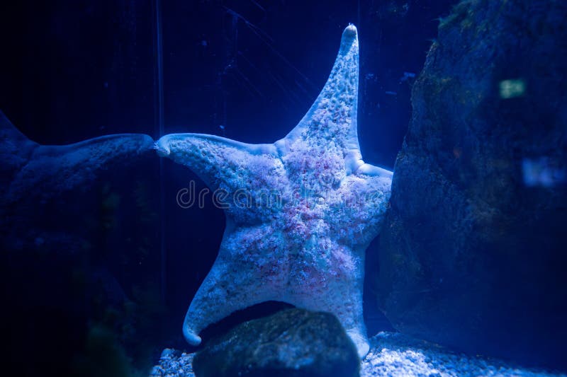 View of Leather Sea Star at the Toronto Zoo Stock Photo - Image of ...