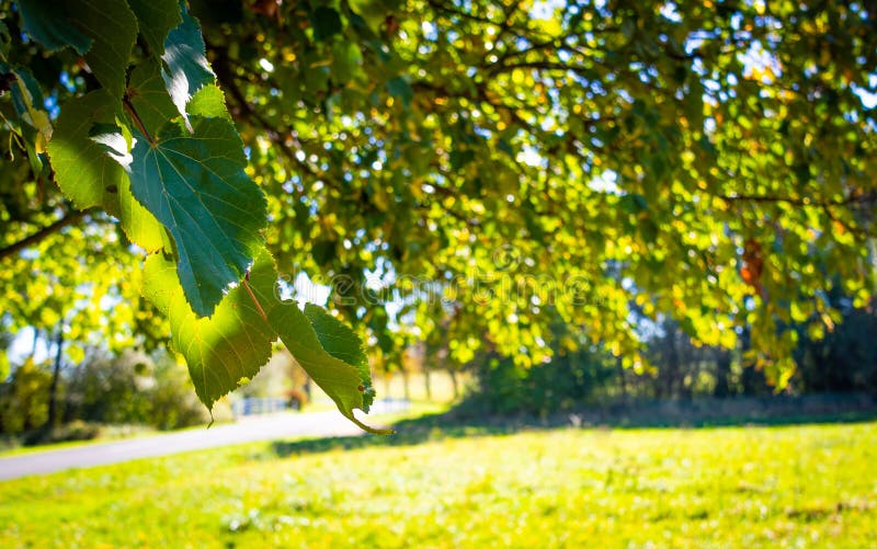 A View of the Leaves of a Twig from a Tree, Stock Image - Image of ...