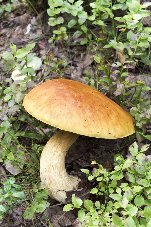View of leccinum mushroom stock photo. Image of edible - 277462350