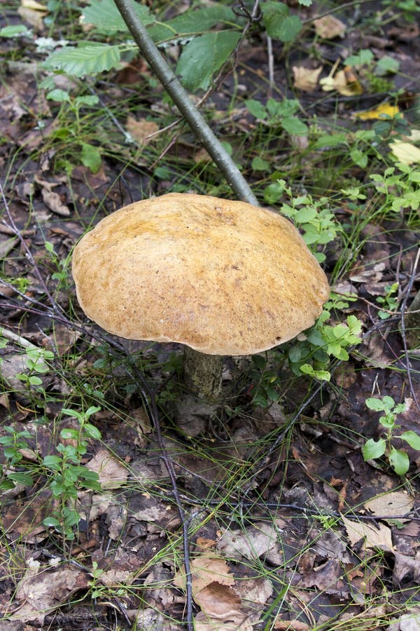 View of leccinum mushroom stock photo. Image of redcapped - 277462390
