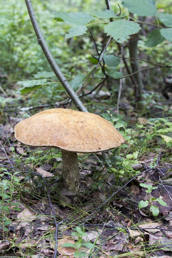 View of leccinum mushroom stock photo. Image of host - 277462424
