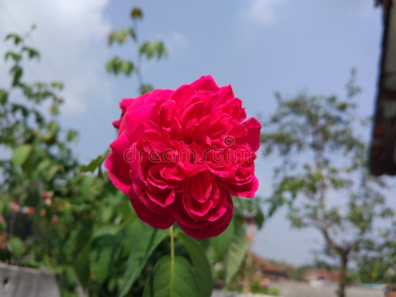 Bloom rose flower stock image. Image of rose, bloom - 111730601