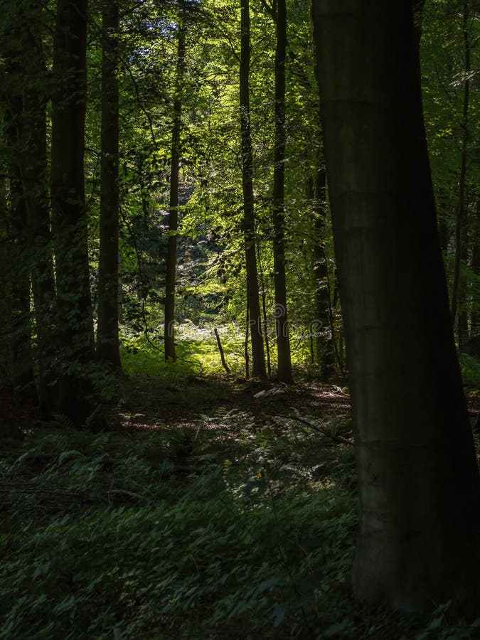View into the Light from the Dark Forest Stock Image - Image of ...