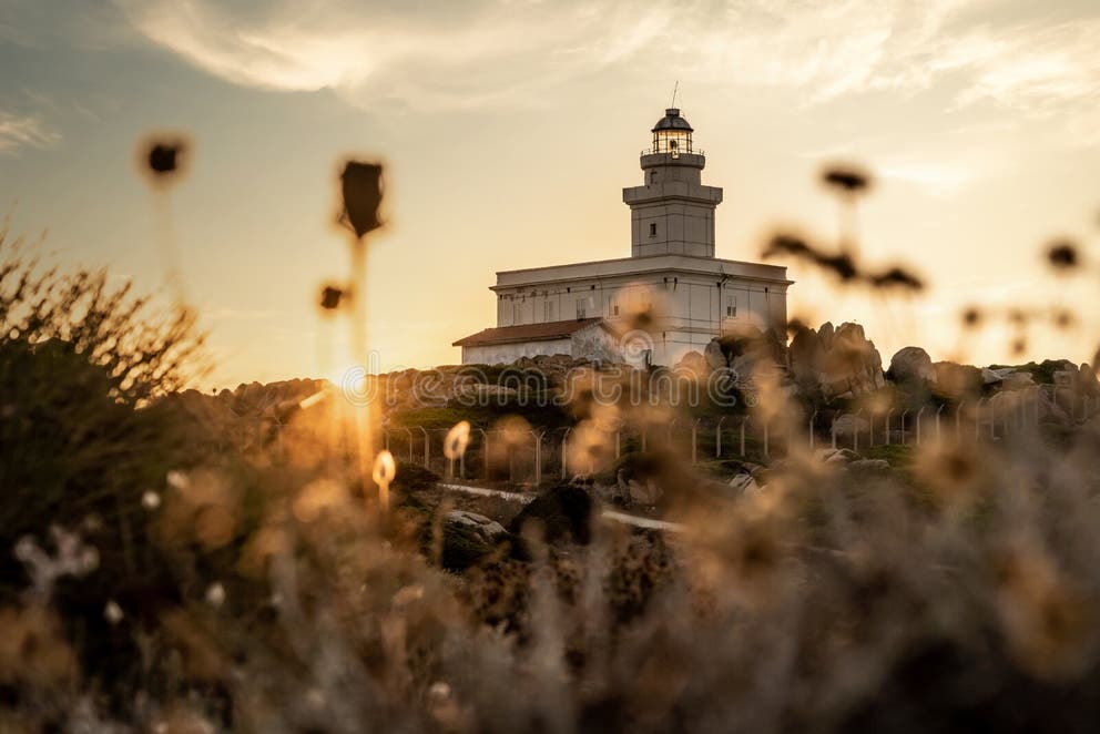 View of Lighthouse and Flowers in Capo Testa at Sunset - Sardinia Stock ...