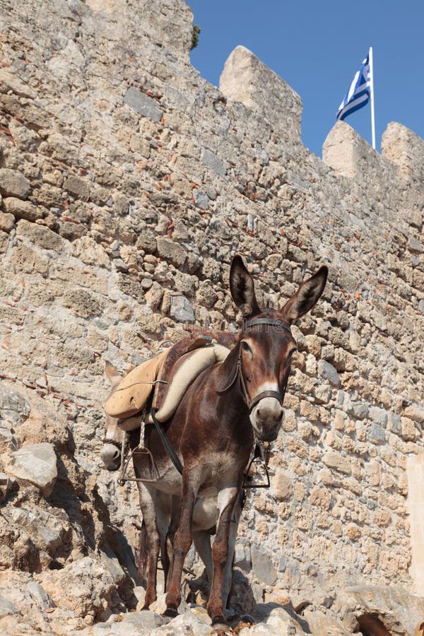 Donkey. Lindos - Rhodes Greece Stock Photo - Image of athena, greece ...