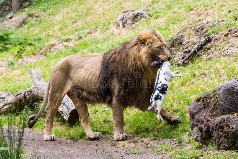 View of a Lion in a Zoo Eating Stock Photo - Image of african, face ...