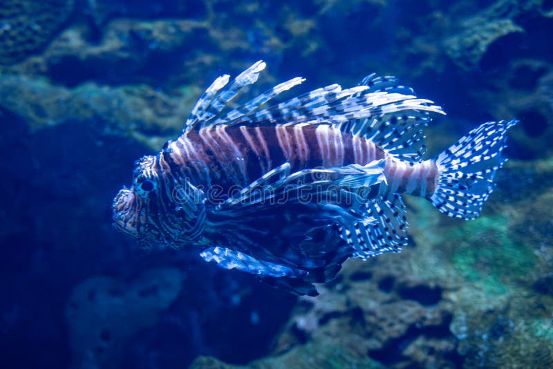 View of Lionfish at the Toronto Zoo Stock Image - Image of park ...
