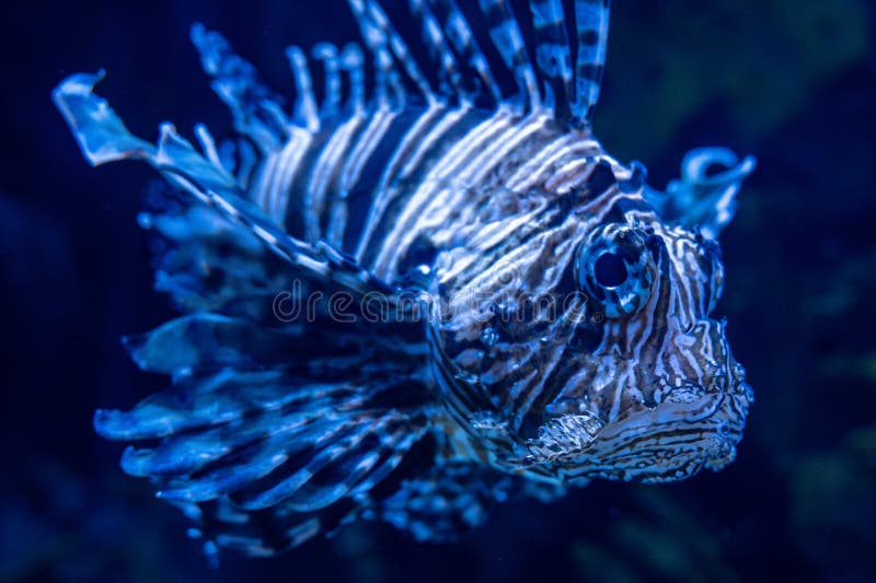 View of Lionfish at the Toronto Zoo Stock Photo - Image of themes ...