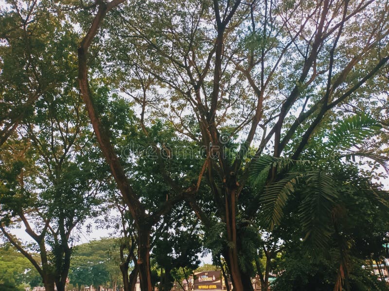 A View Little Forest in Police Station Editorial Stock Image - Image of ...