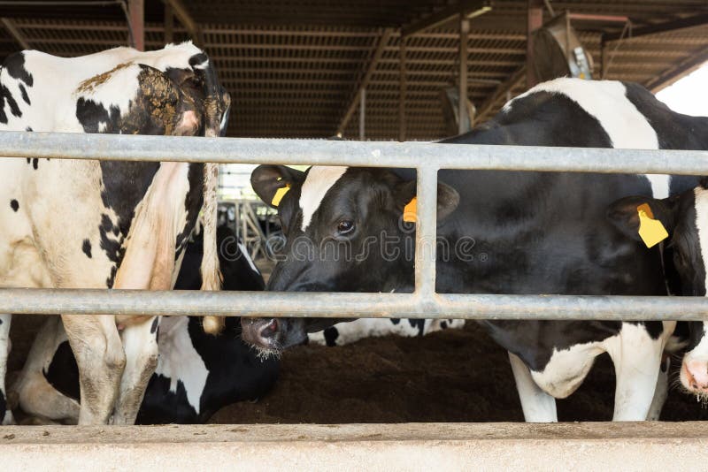 View of a Livestock Farm with Cows Stock Image - Image of black ...