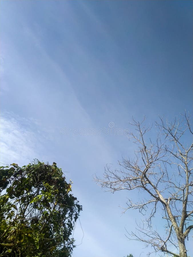 View of Living Tree, Dead Tree and Clear Sky Stock Image - Image of ...