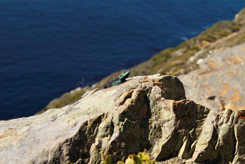 View of Lizard on a Cliff by the Sea Stock Photo - Image of animal ...