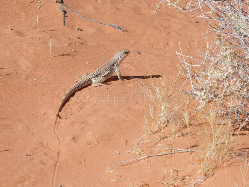 View of a Lizard Walking on Sand in a Desert Stock Photo - Image of ...