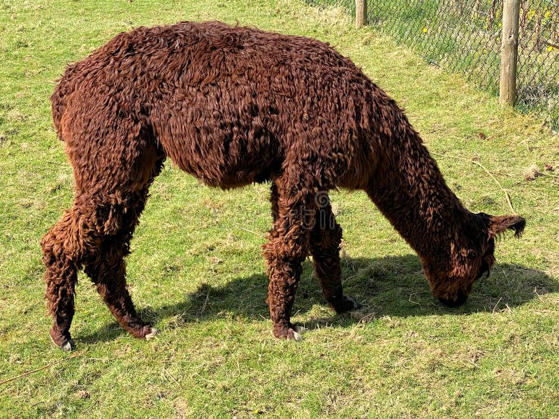 A view of a Llama stock image. Image of zebra, ring - 261810751