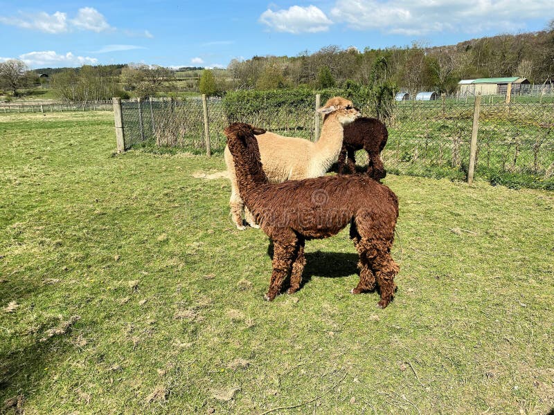 A view of a Llama stock image. Image of panda, otters - 261810785
