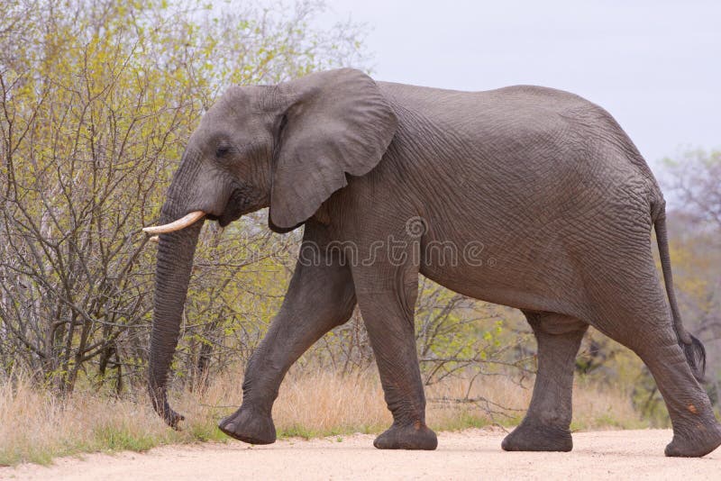 African Elephant stock photo. Image of elephant, african - 108771634