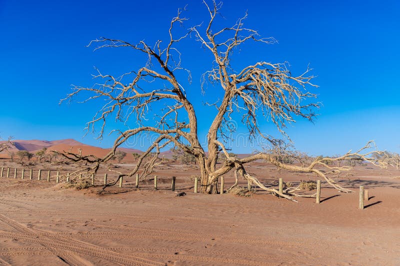 A View of a Lone Dead Tree in Front of the Sand Dunes in Sossusvlei ...