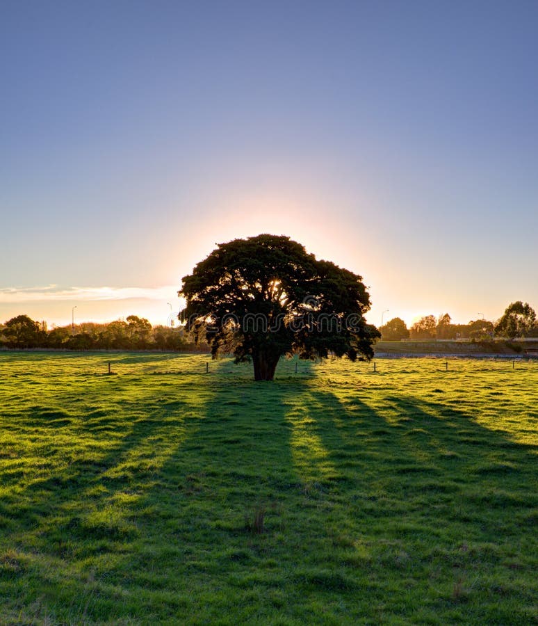 Lone tree during sunset stock image. Image of bright - 29806183