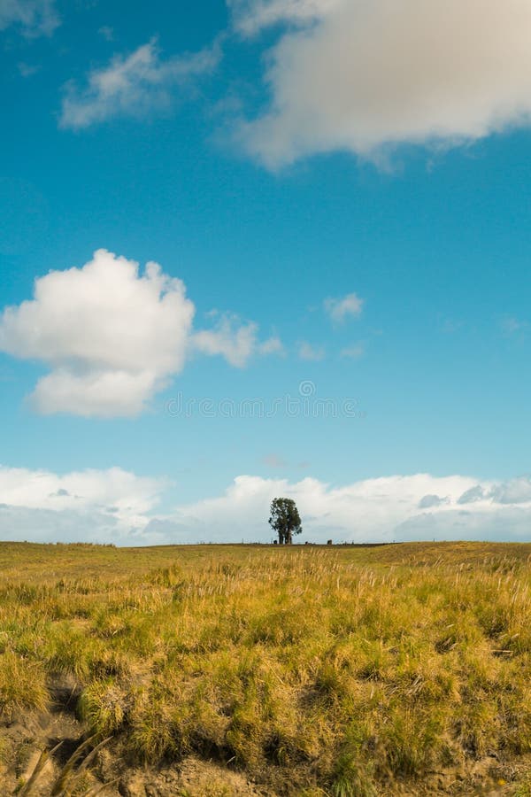 View of Lonely Tree in the Scenic Open Field Under Cloudy Sky Stock ...