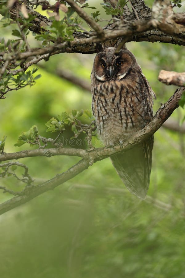 Long Eared Owl in Profile View Stock Photo - Image of long, view: 223977374